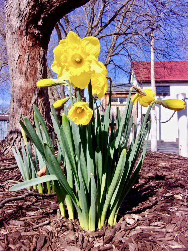 Days of the daffodils | News, Sports, Jobs - Shepherdstown Chronicle